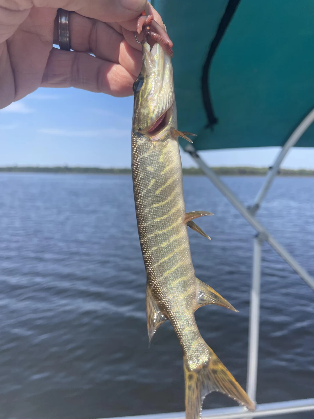 Fish species | Scrolller