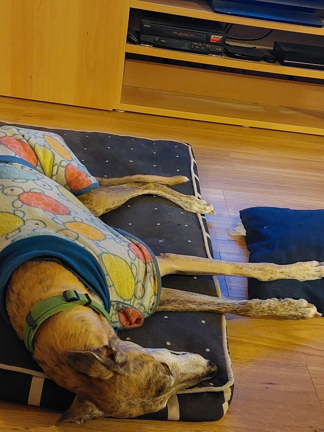 our long boy has his teeth extraction appointment next week. a bit ...