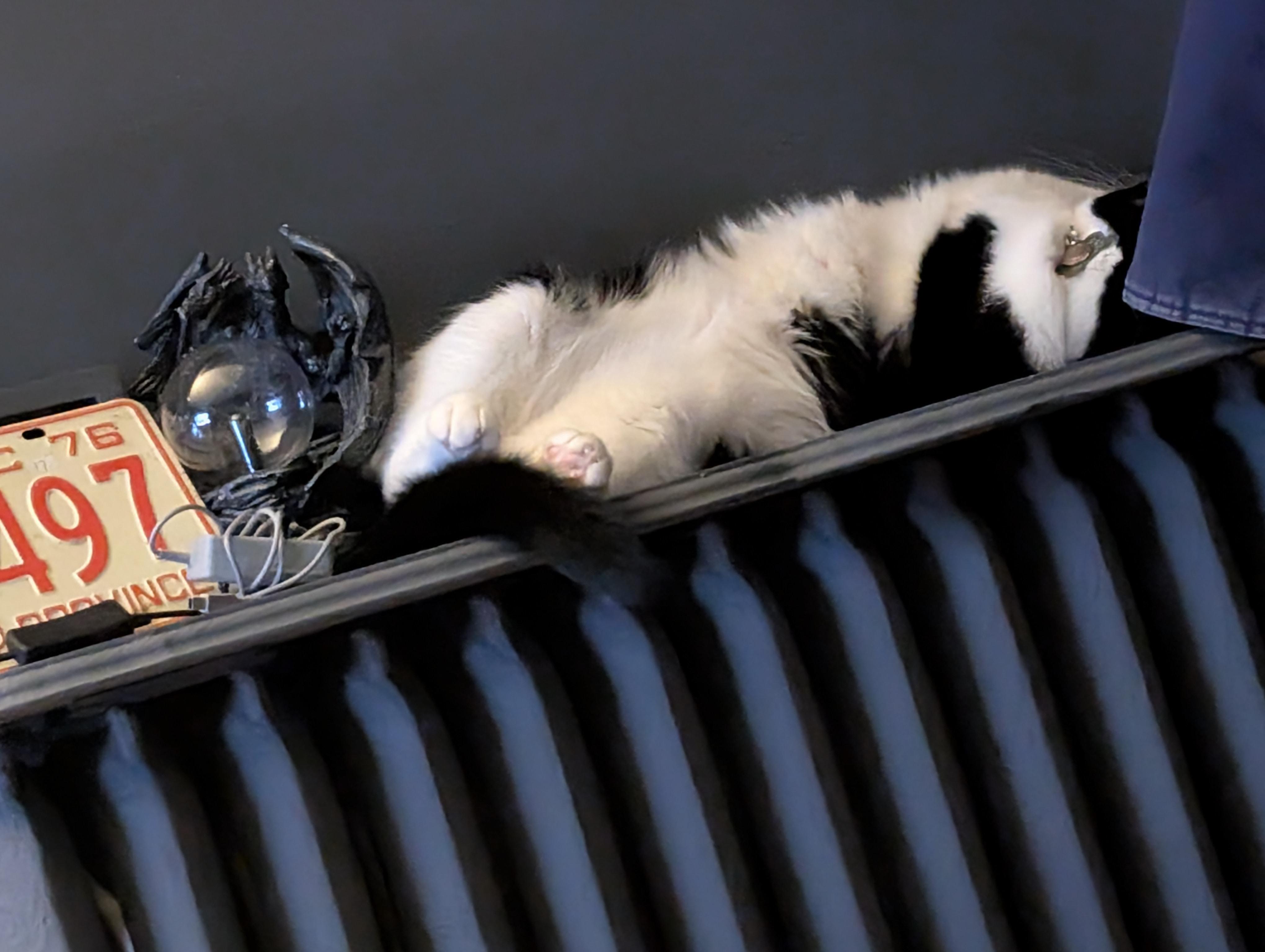Fletcher loves to sleep on the radiators 🤣 | Scrolller