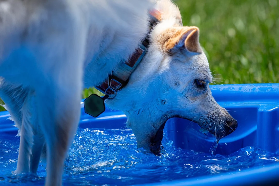 Water Attack! | Scrolller