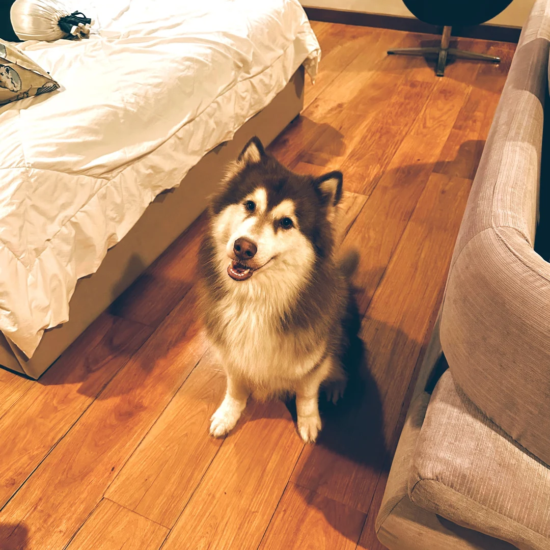 Happy Doggo 🥹 | Scrolller