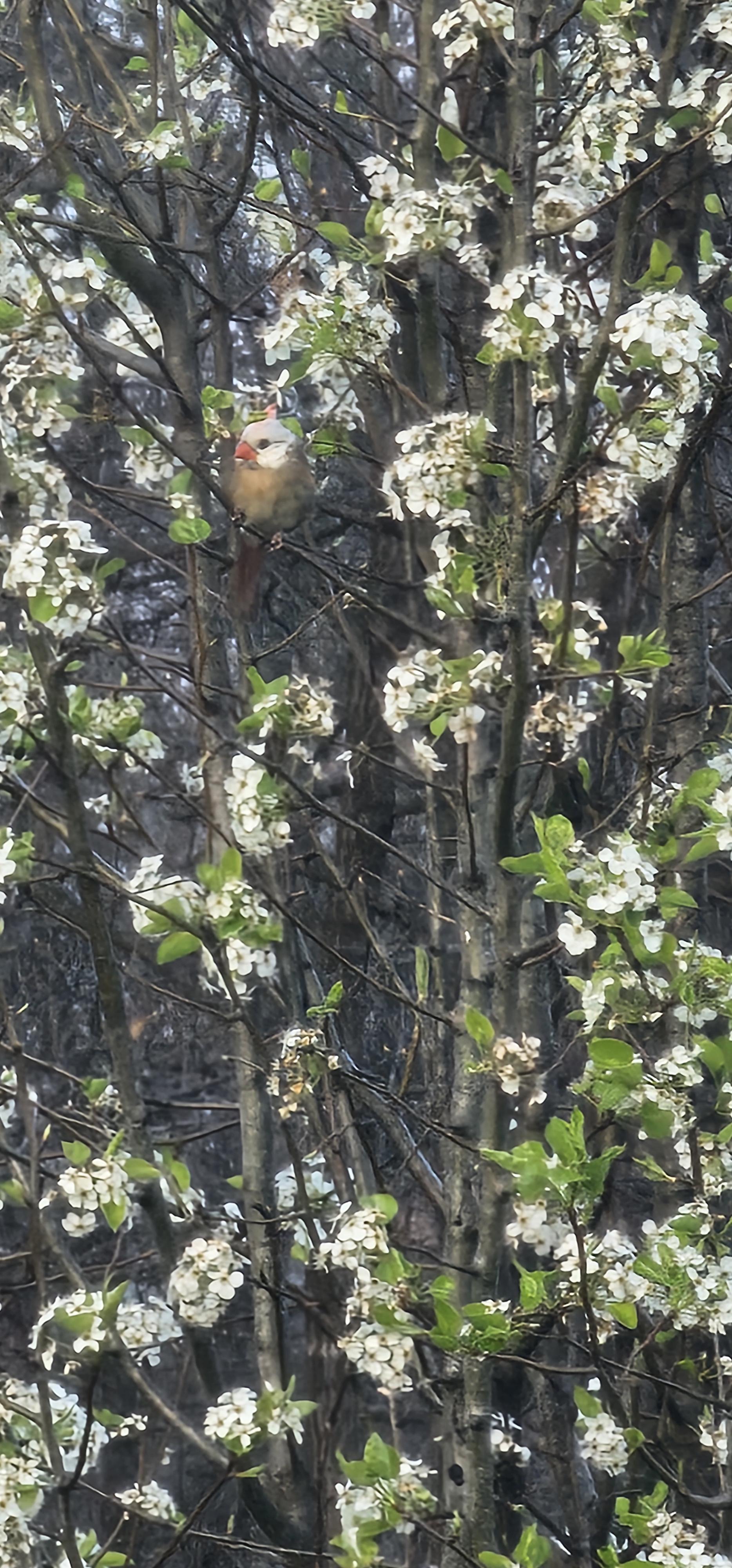 Help identifying | Scrolller