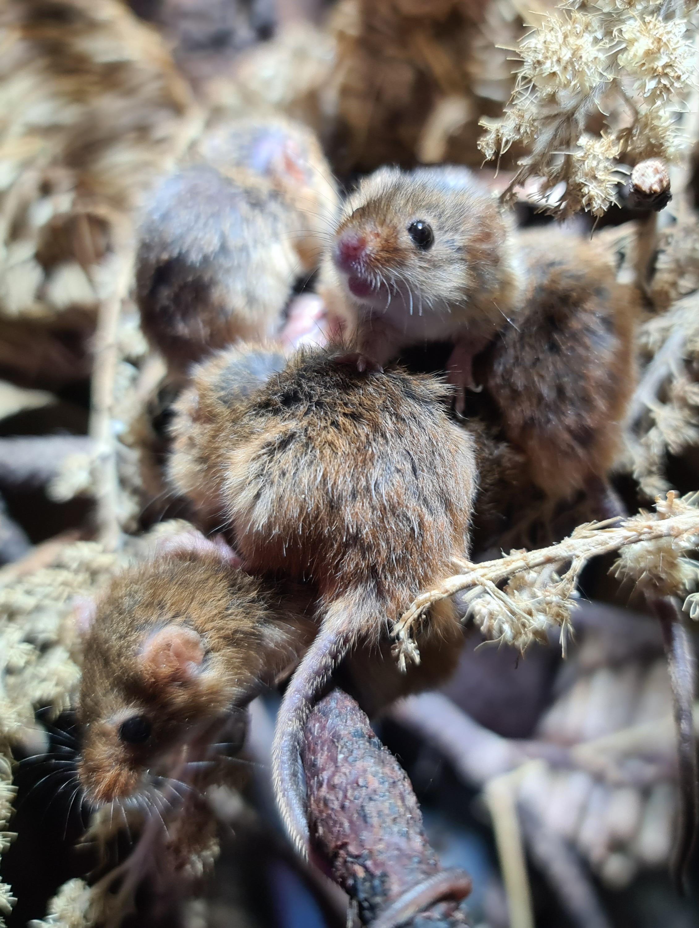 A pile of harvest mice | Scrolller