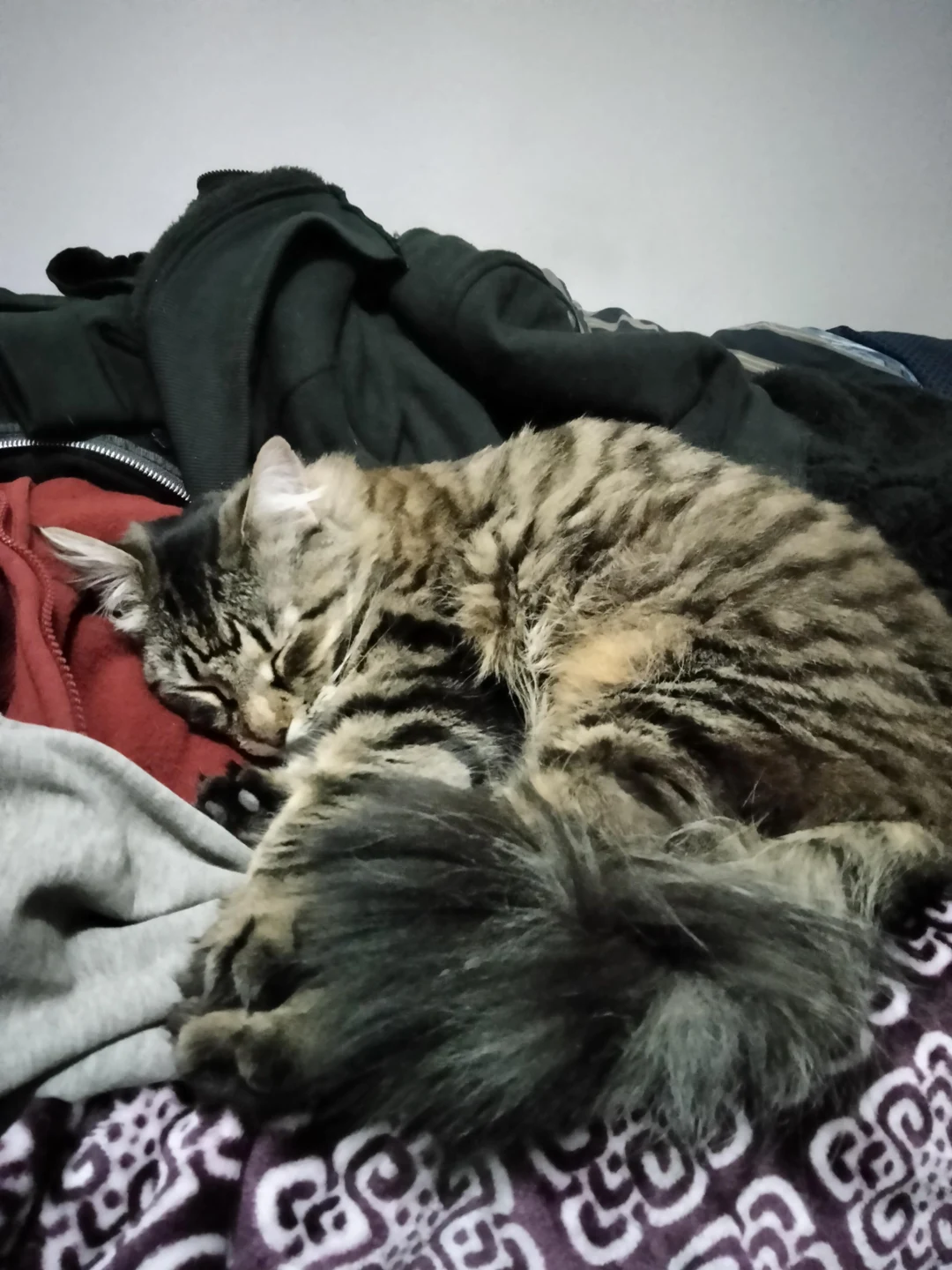 Sleepy floof | Scrolller