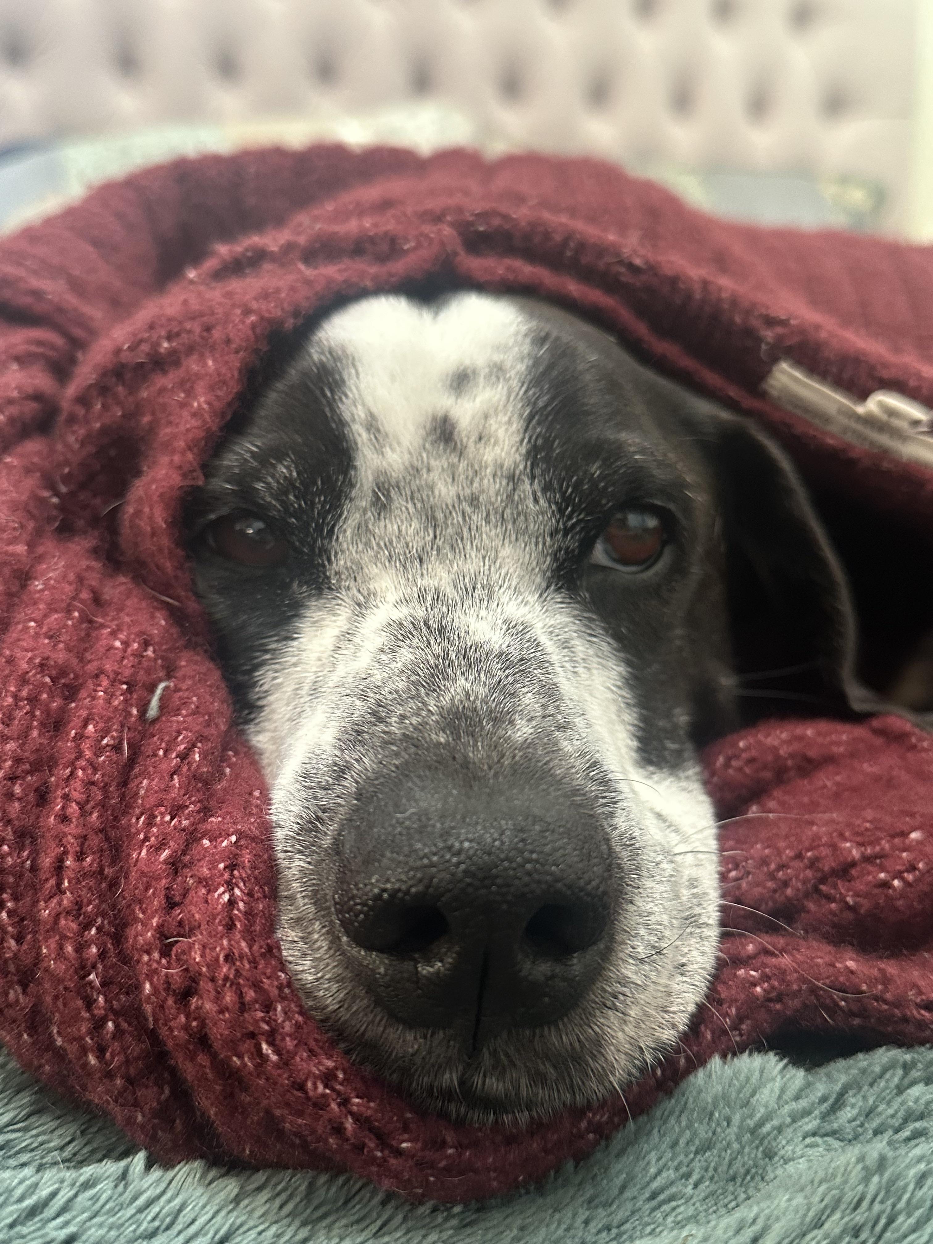 Just a bundled up snoot | Scrolller