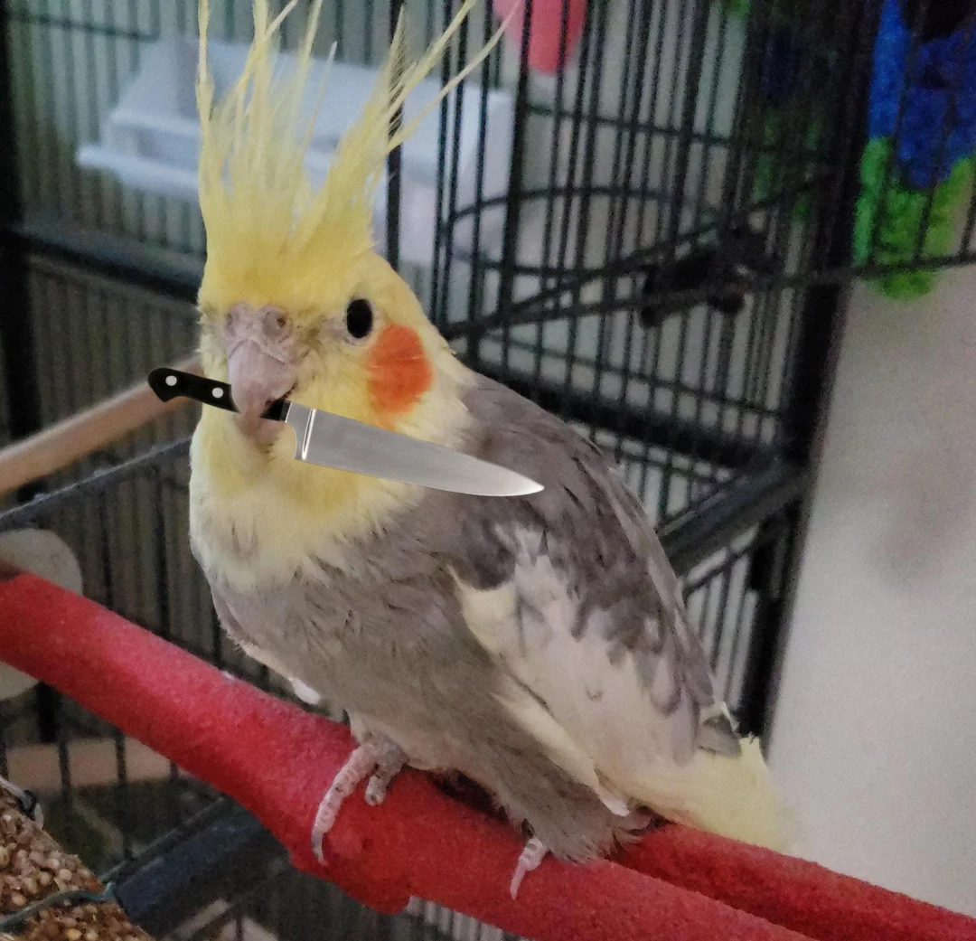 Danger bird! | Scrolller