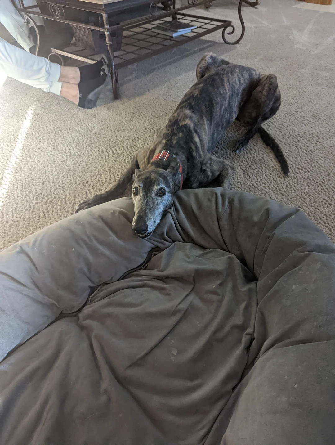 Bed fail! | Scrolller