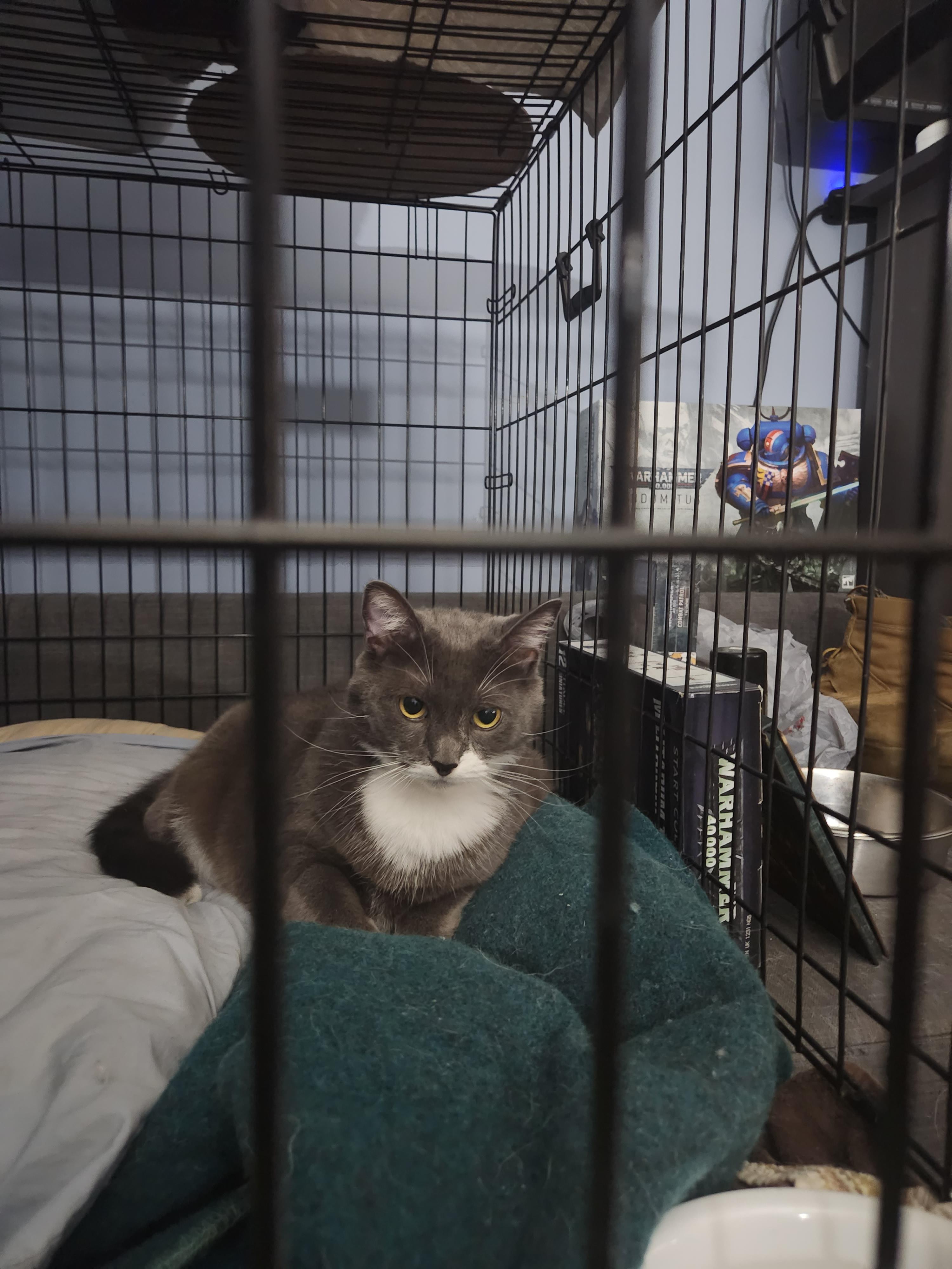 Serving his sentence, possession of catnip. | Scrolller