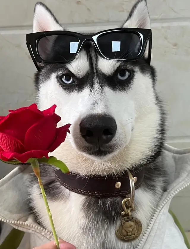 Honey, marry me | Scrolller