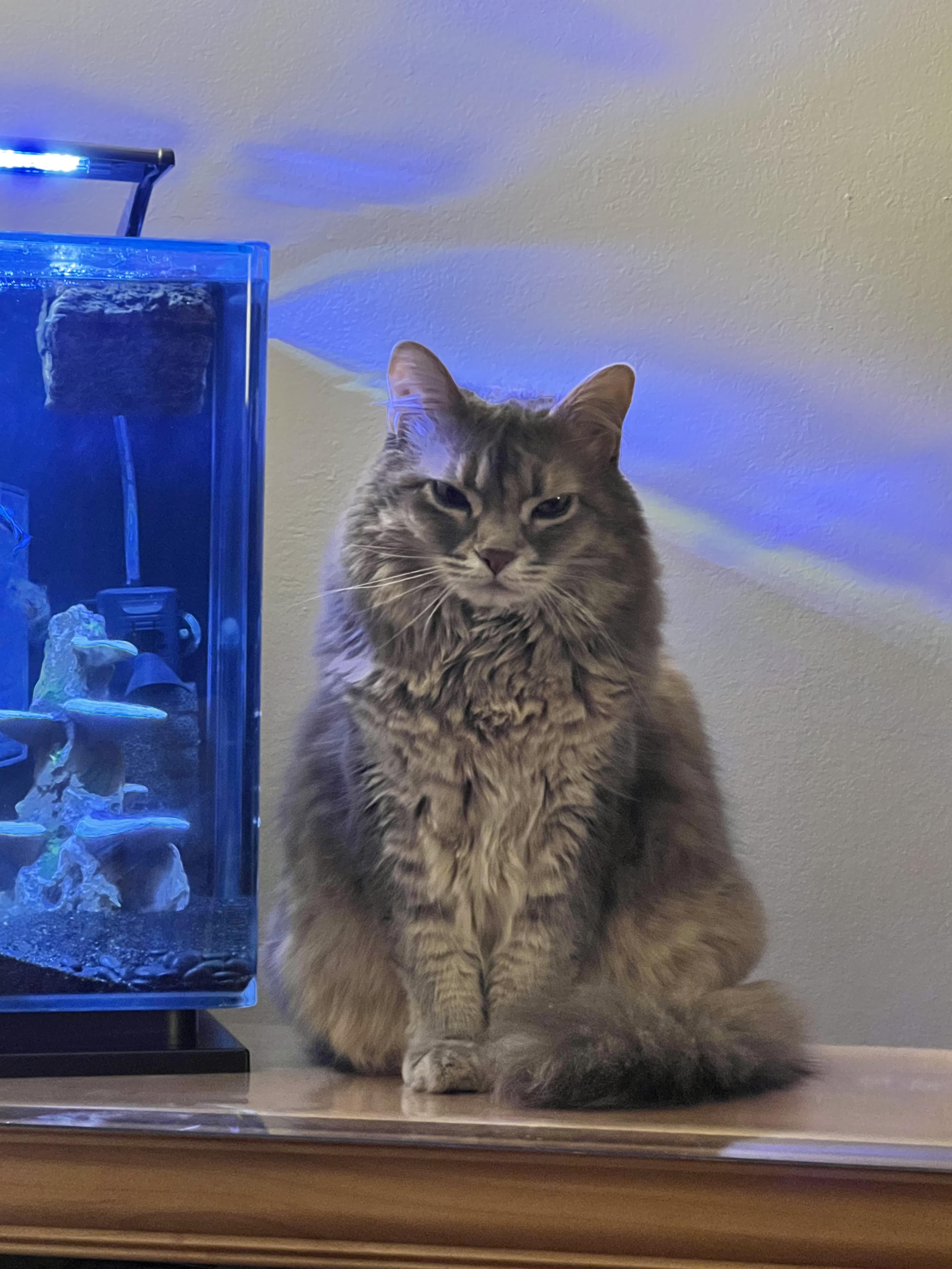 Judgey Floof | Scrolller