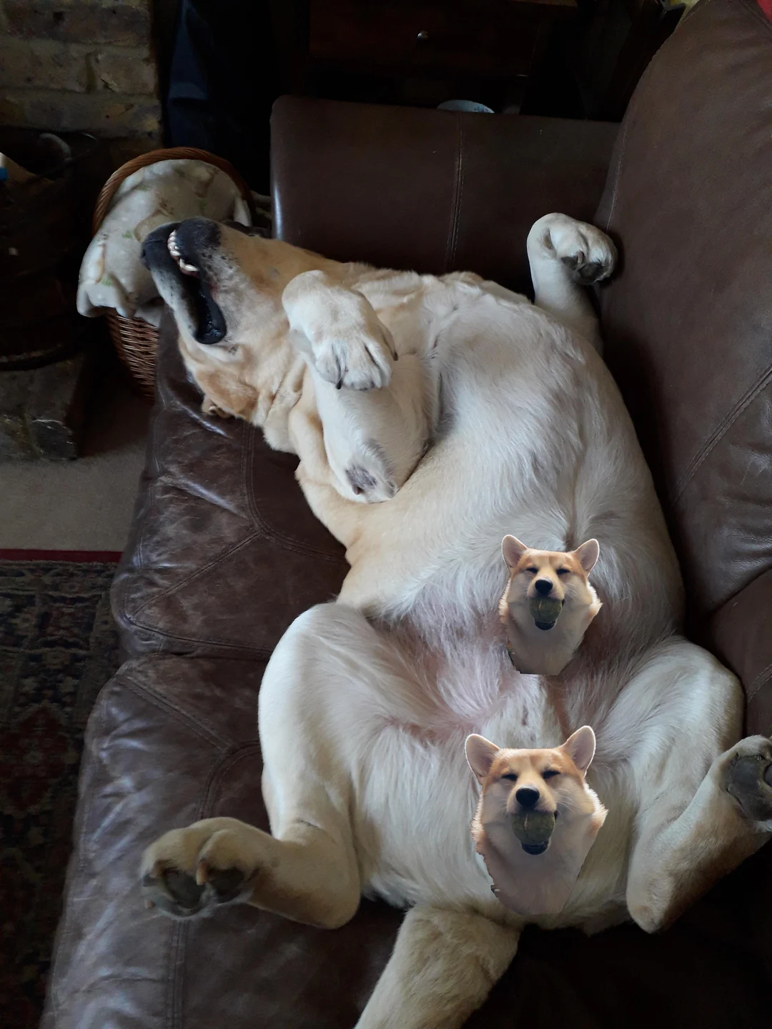 I've stop questioning it | Scrolller