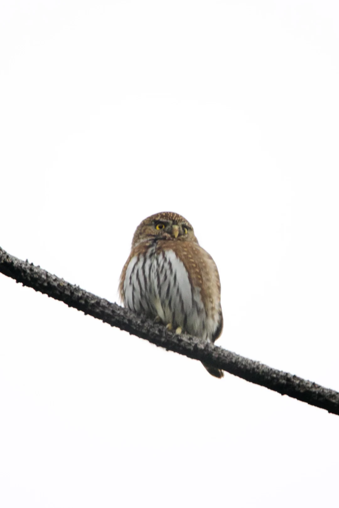 Bend, Oregon. Small owl identification? | Scrolller