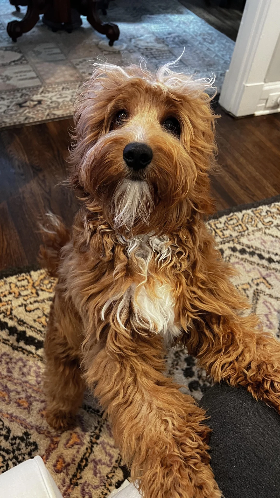 [OC] Mr. Pant | Scrolller