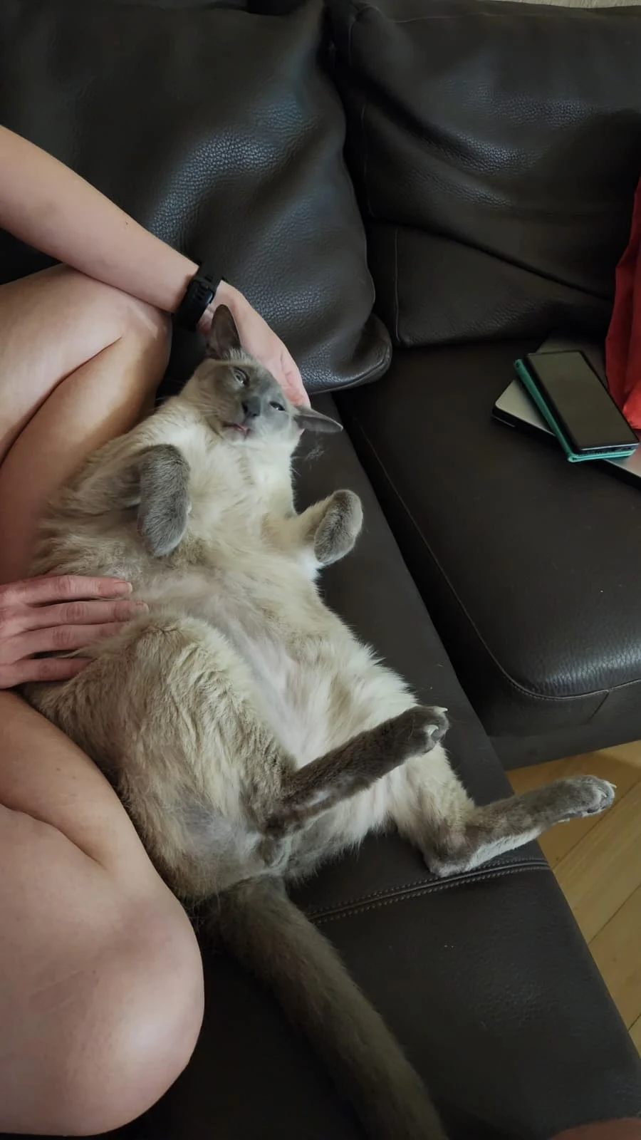 My landlords cat lost his last brain cell | Scrolller