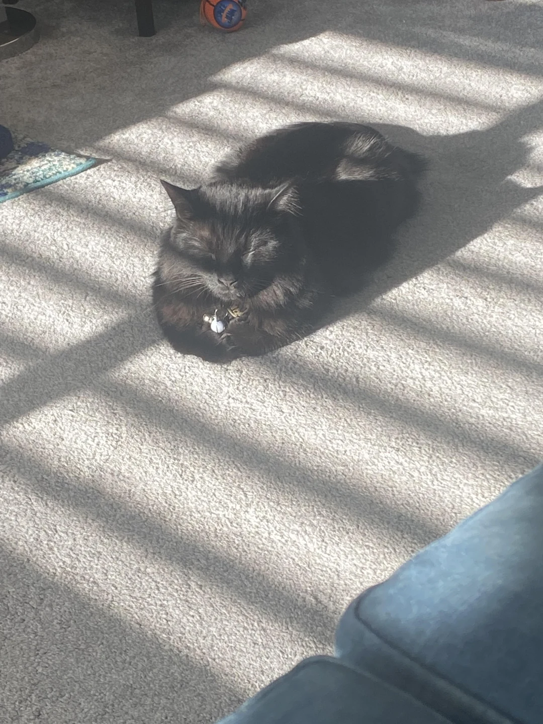 Sun loaf | Scrolller