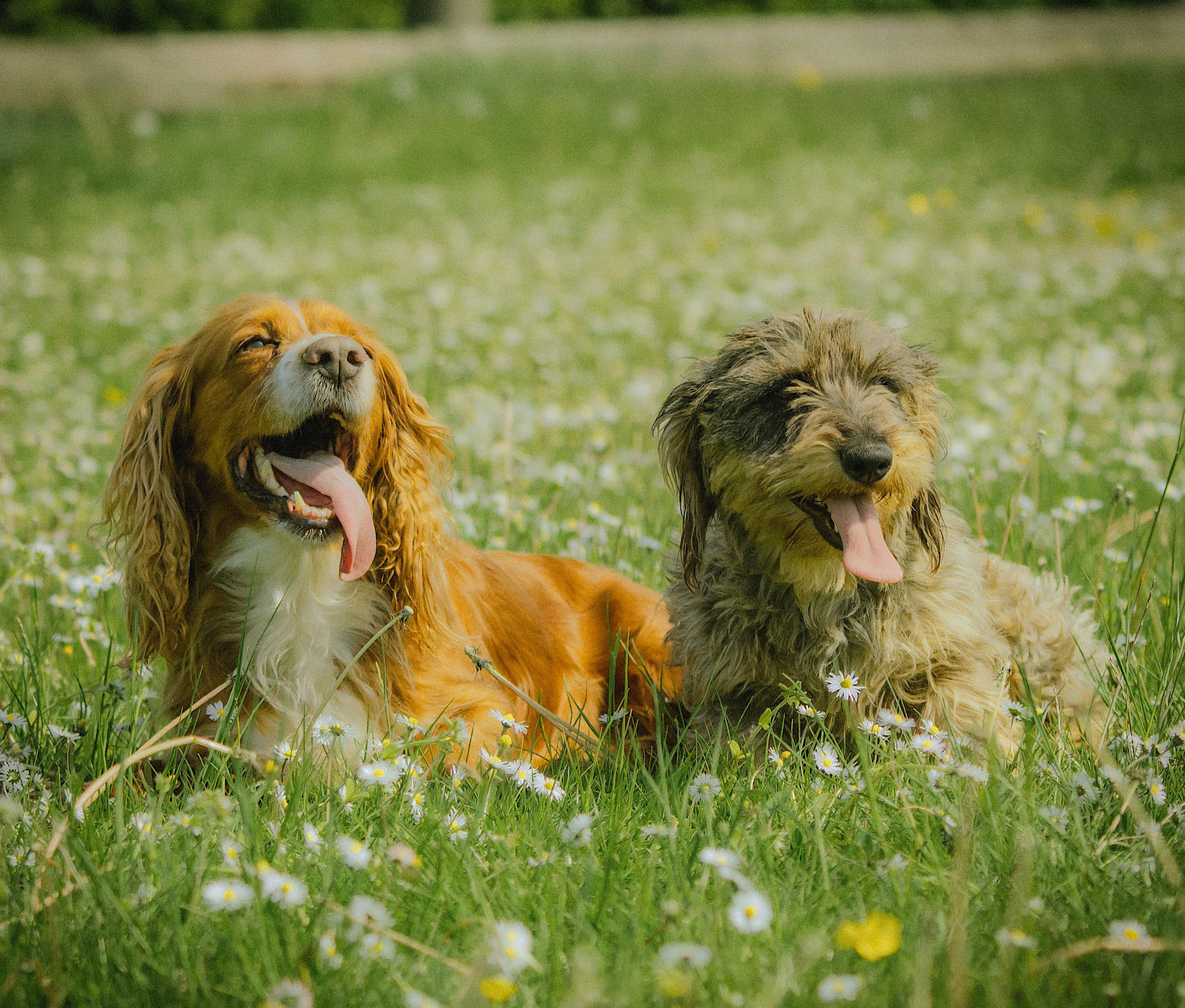 Two best pals | Scrolller