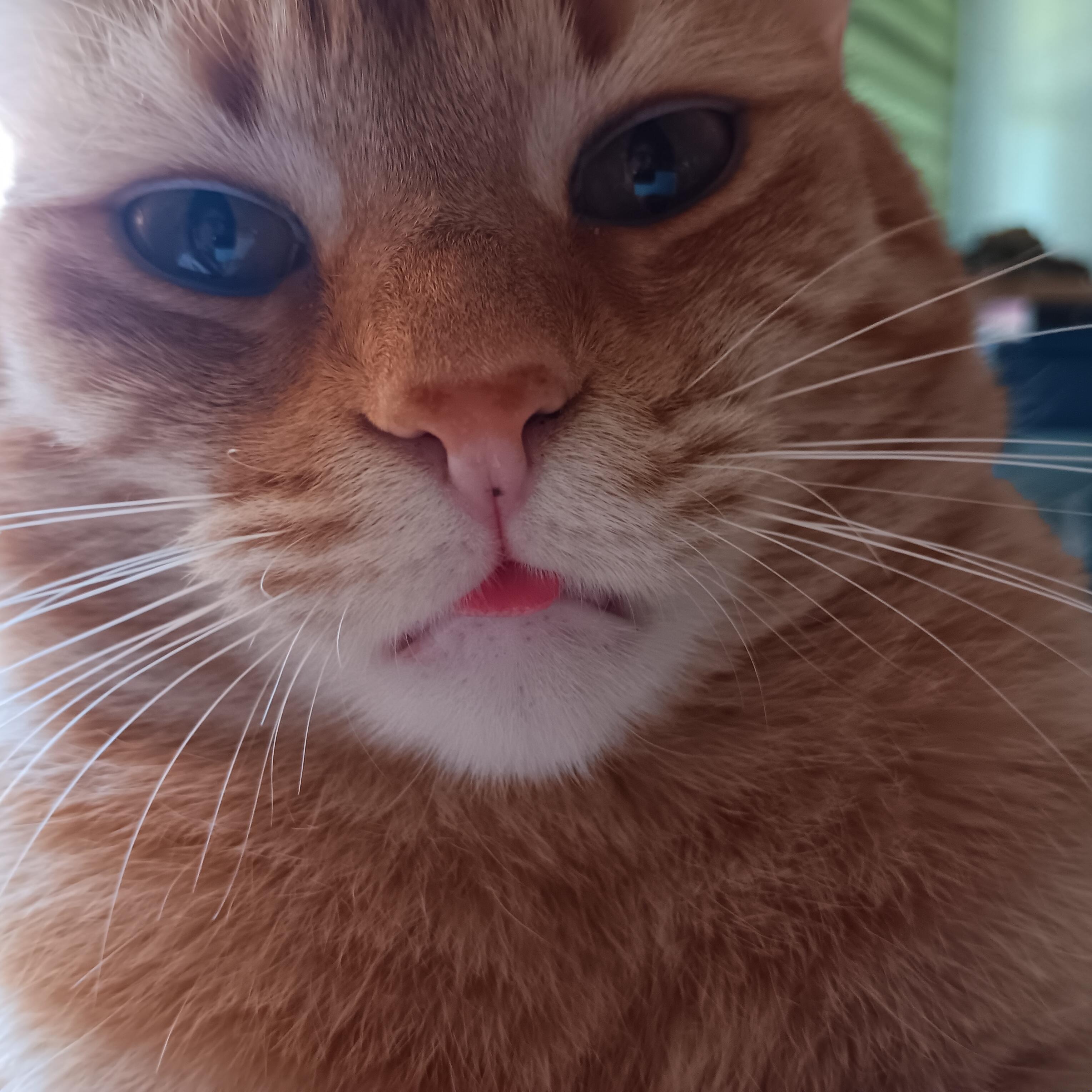 Cheesy Blep | Scrolller