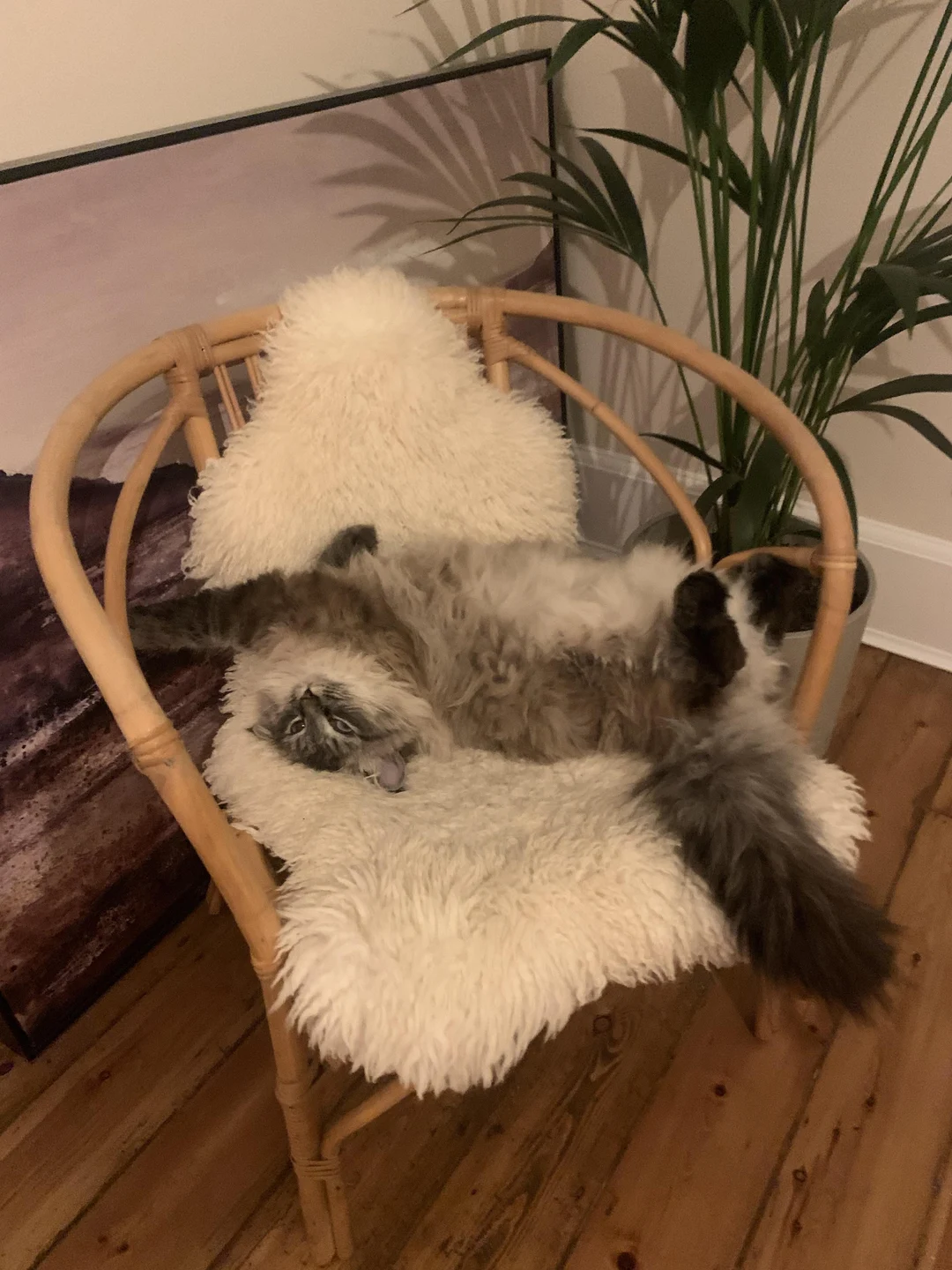 Help! My Sibs broken!!! | Scrolller