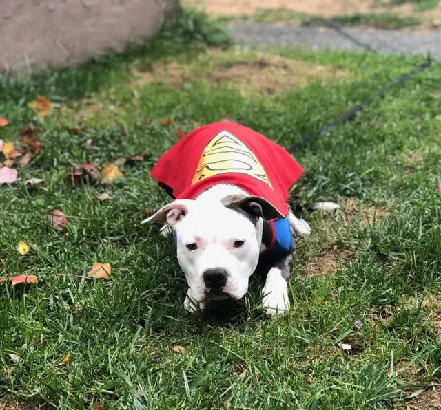 Superkid! Our boy Casper | Scrolller