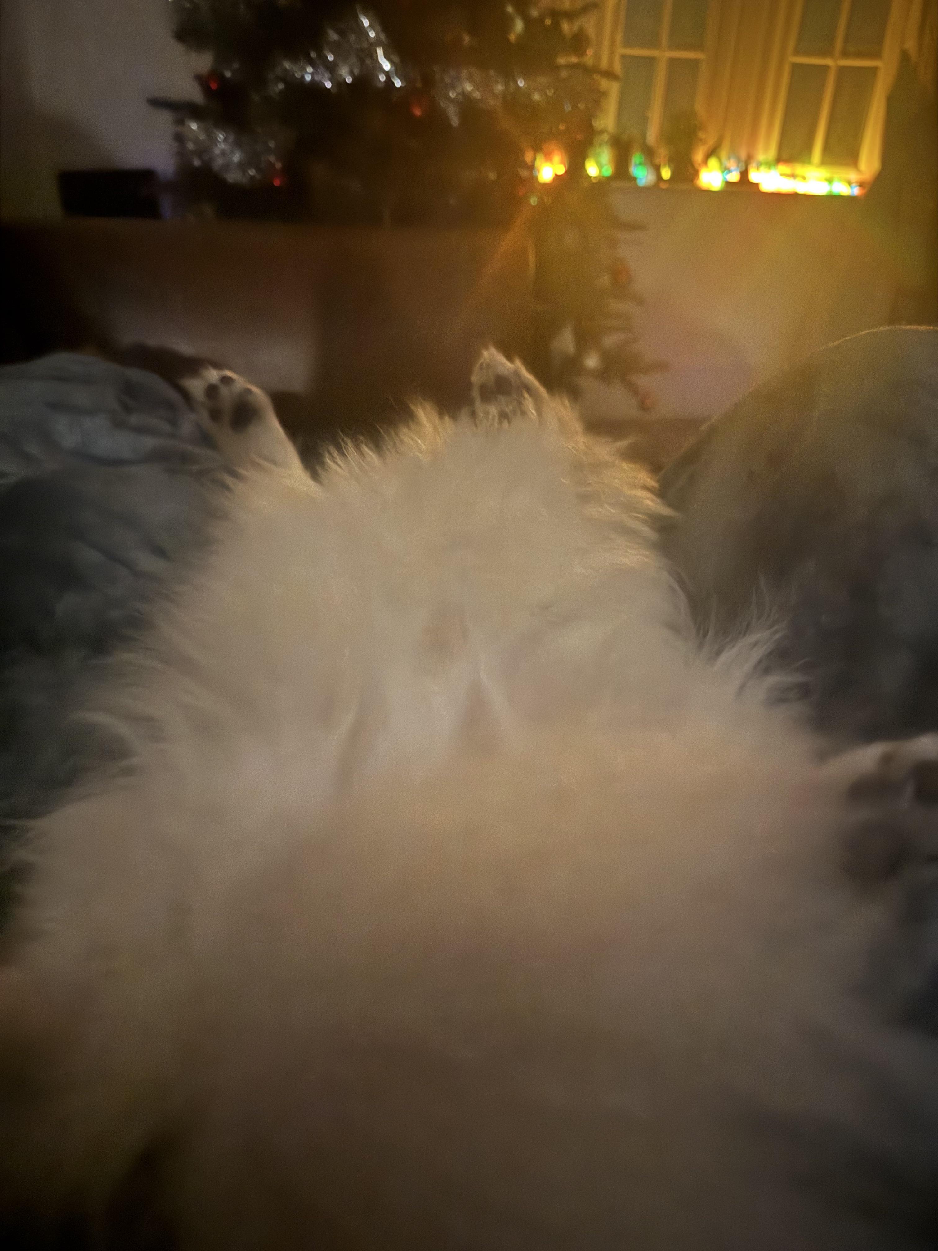 Ruprecht: the Aftermath | Scrolller