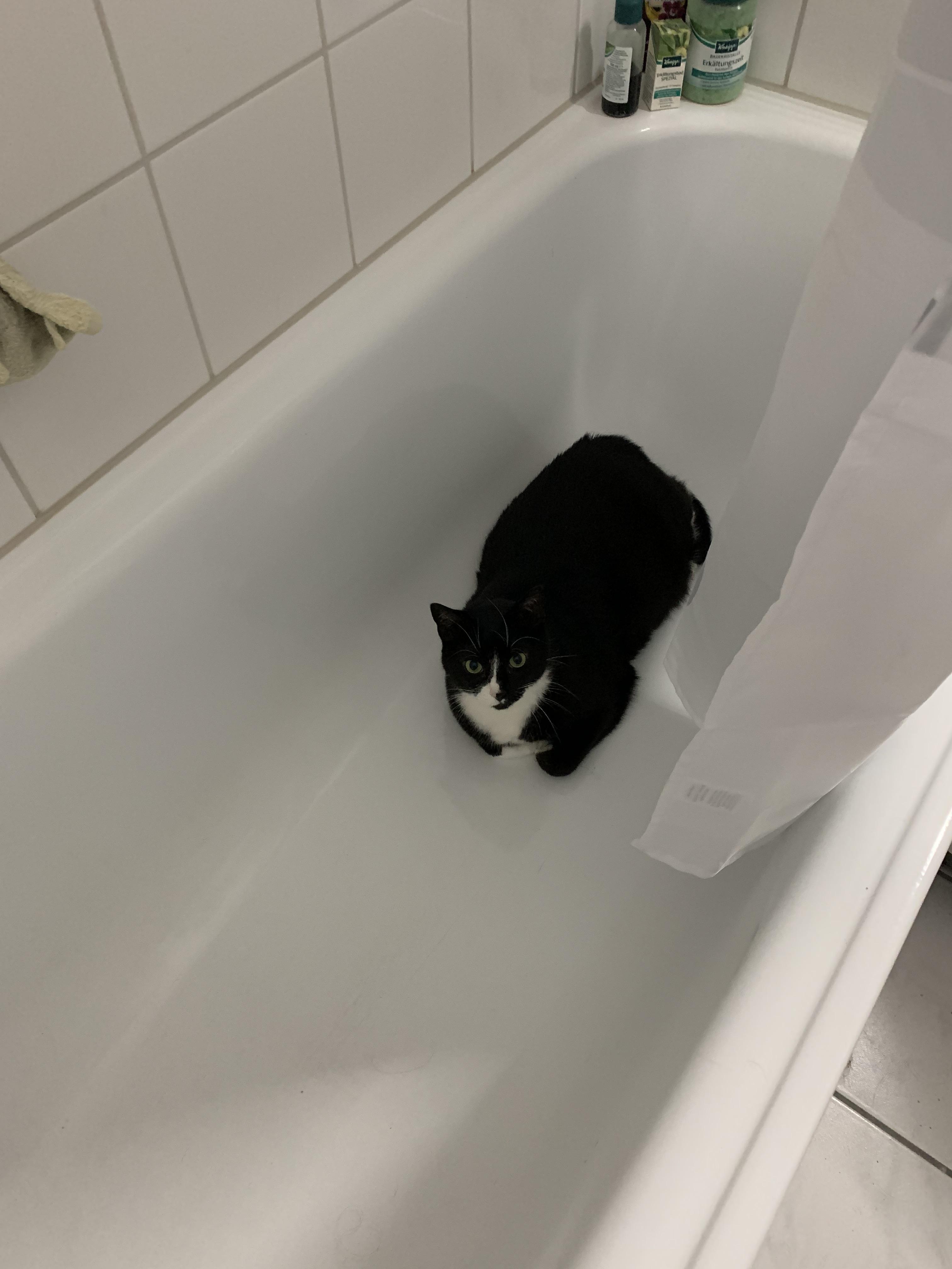 Looked in all her hidey holes until only one possible place was left. She never went in there ...