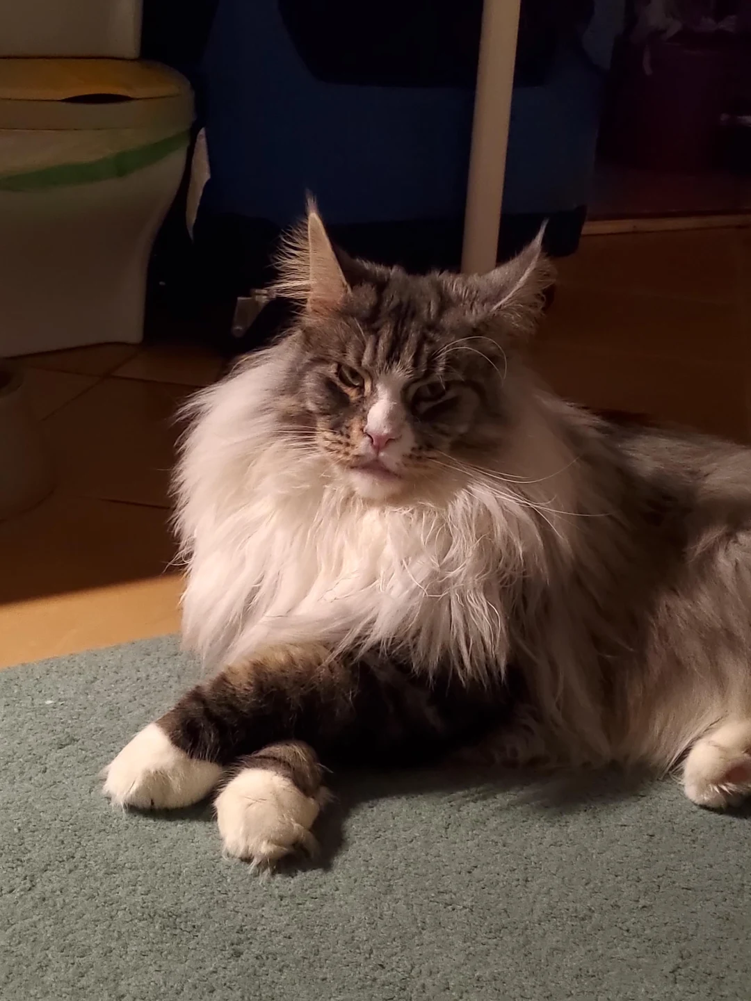 Ghost the distinguished gentleman says 😒 enough with the photos | Scrolller