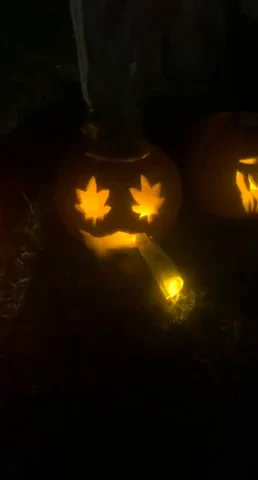 Threw a pumpkin carving party last night | Scrolller