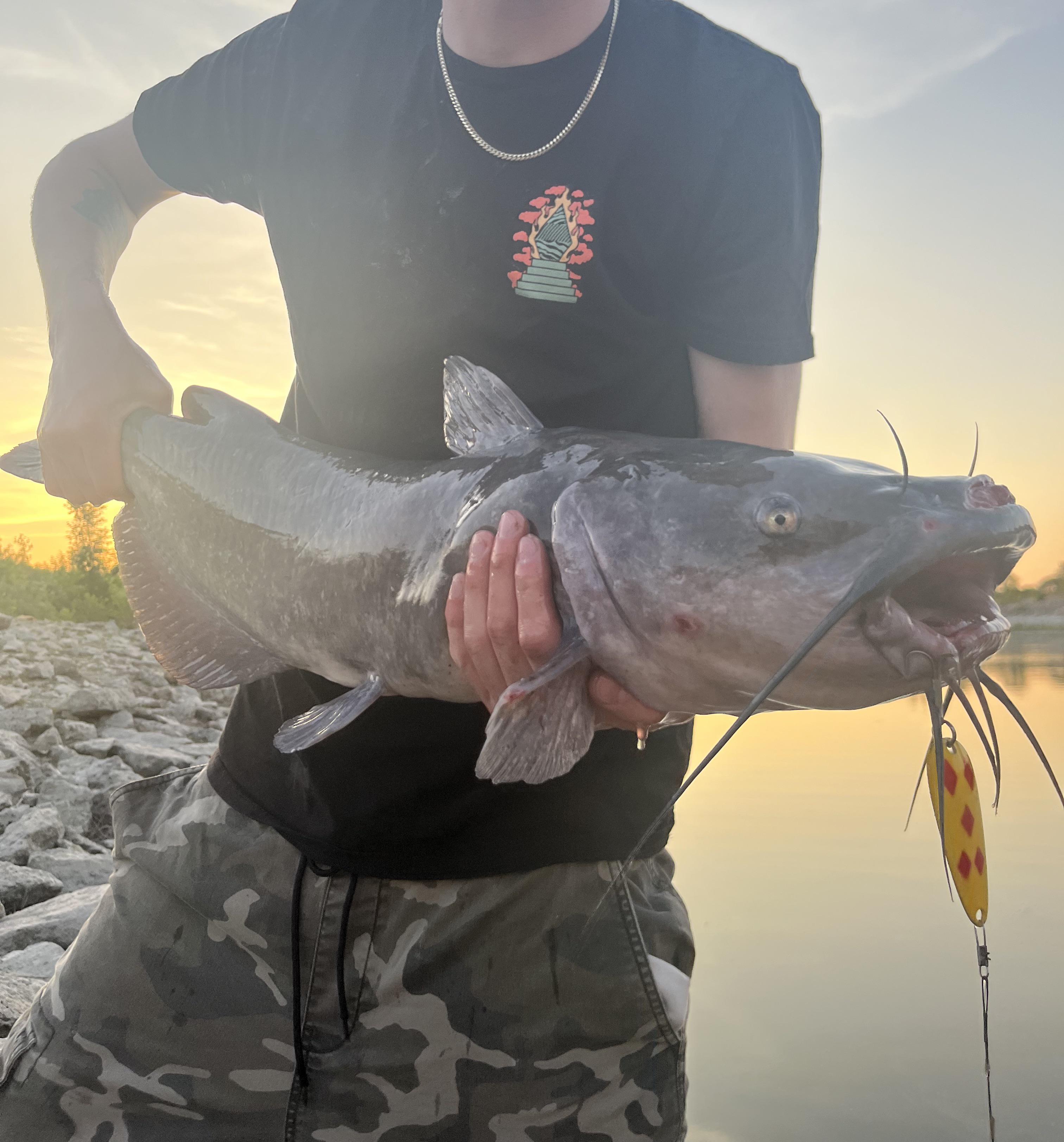 Catfish on da spoon | Scrolller