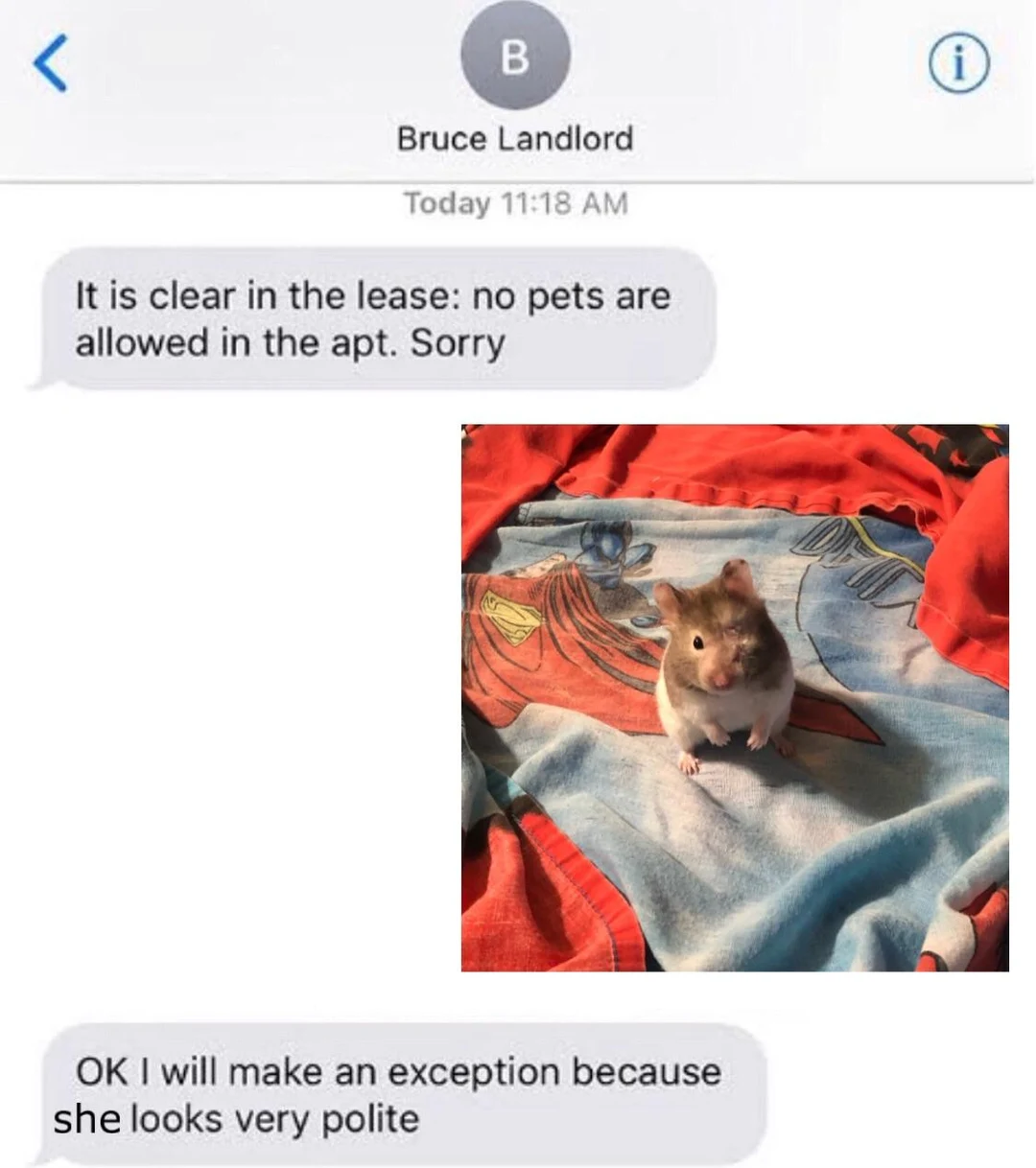 Hamster meme | Scrolller