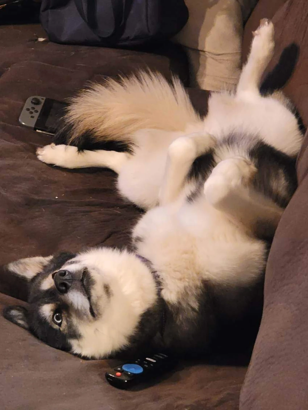 Am Doggo | Scrolller