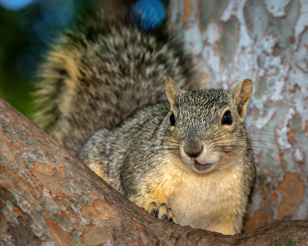 Discover more like Squirrels: Squirrel and Related Content | Scrolller