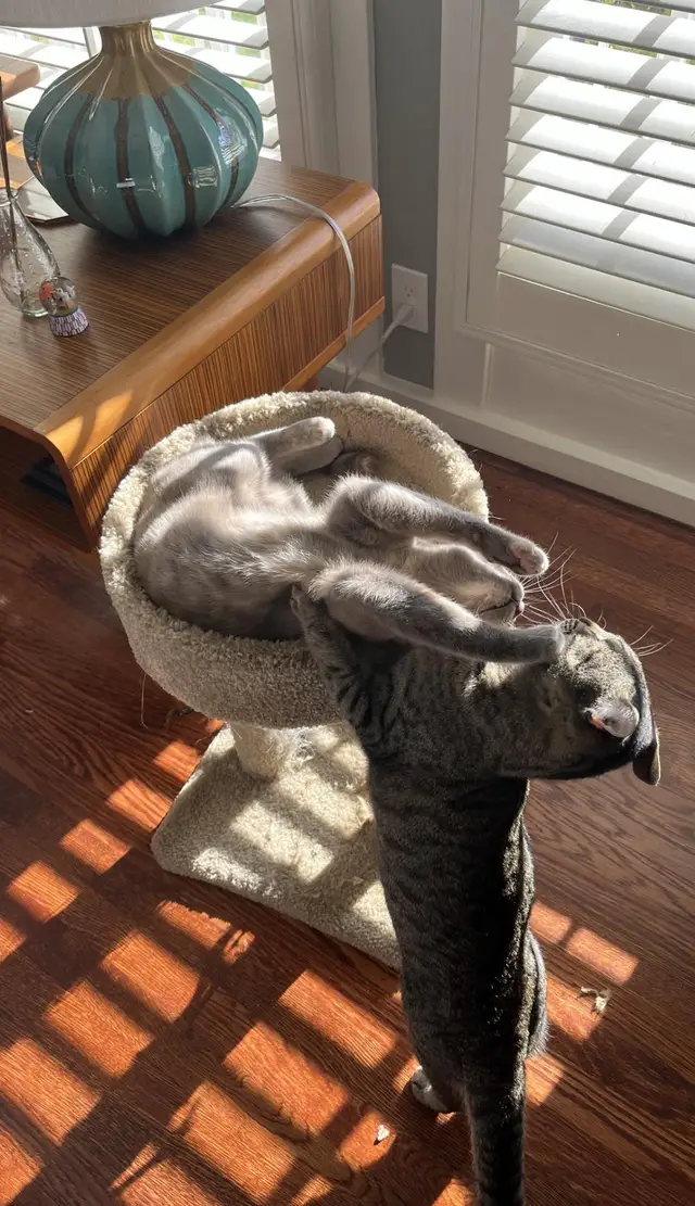 Discover more like CatSlaps: Sweet Pea engages a MiG while inverted and Related Content | Scrolller