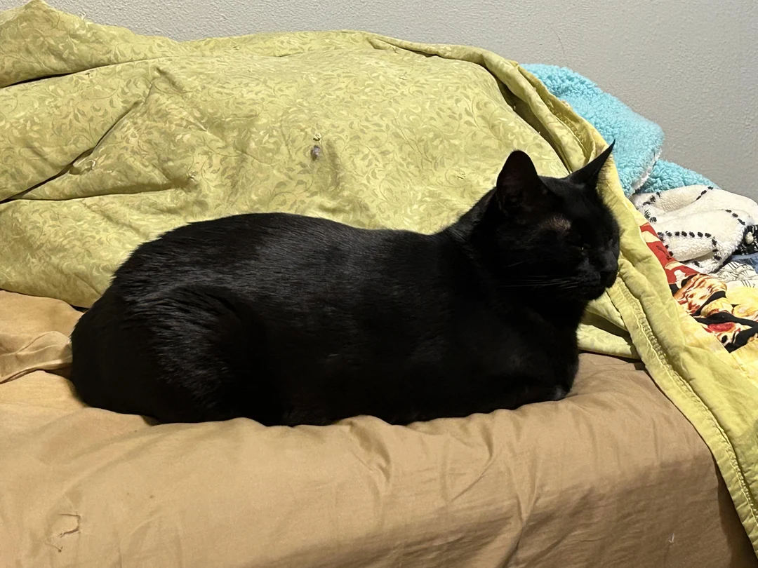 My void doing a mellow loafing on the big bed | Scrolller