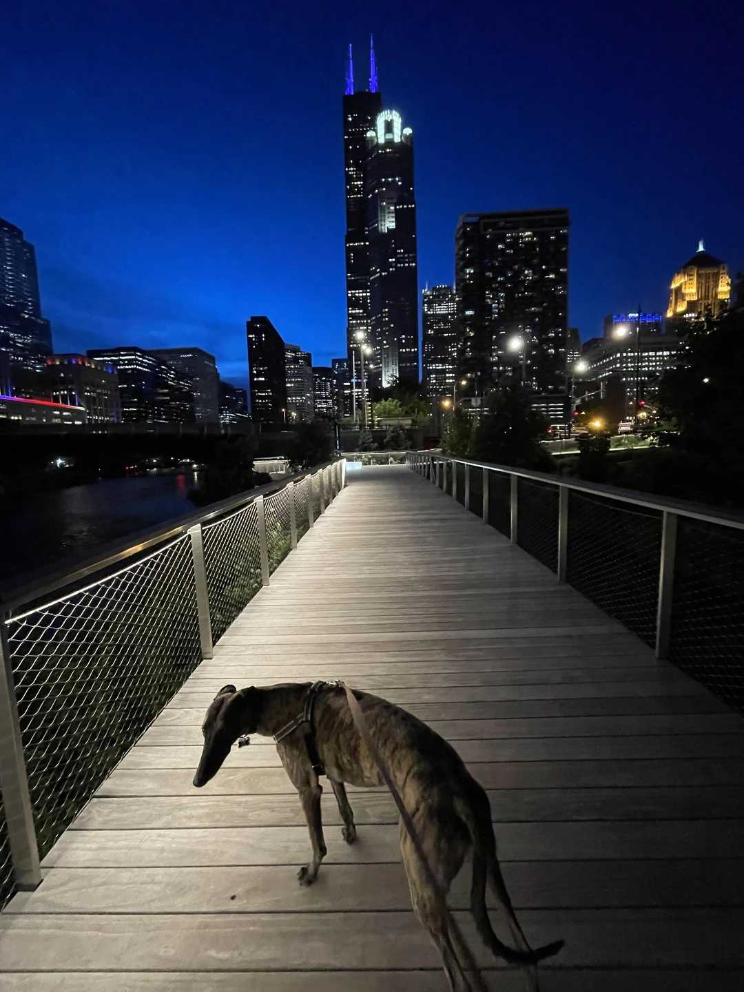 night walks | Scrolller