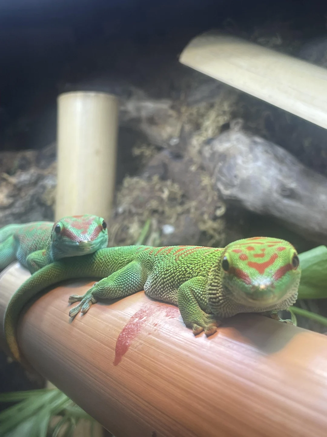 Day geckos are probably one of most photogenic species out there :) (peep Vhagar up front ready ...