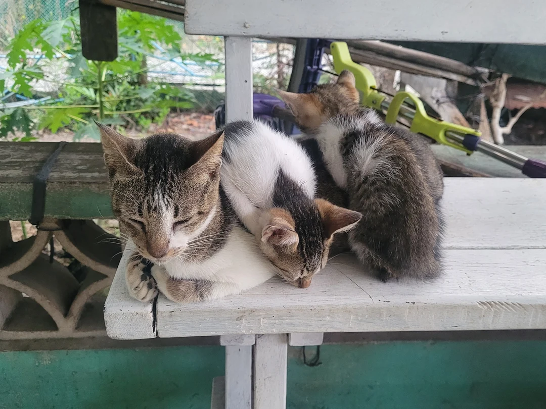 Loaf stacking | Scrolller
