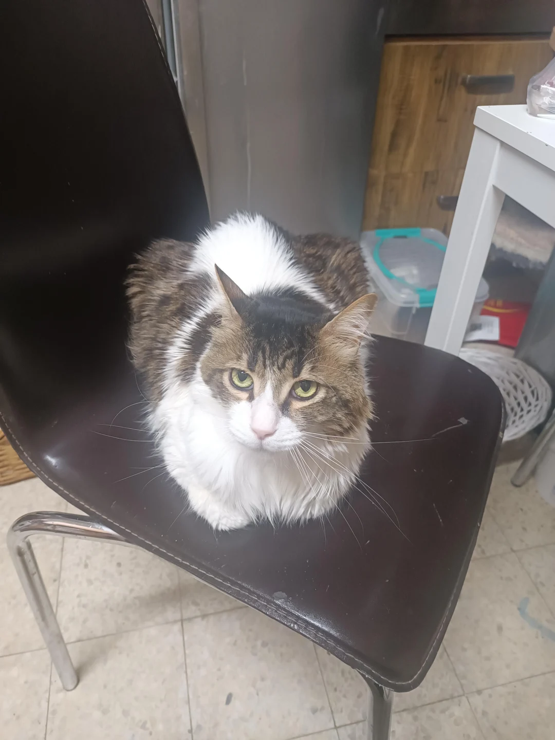 Discover more like Catloaf: Here you have it, a mixed Maine coon loaf and Related Content ...