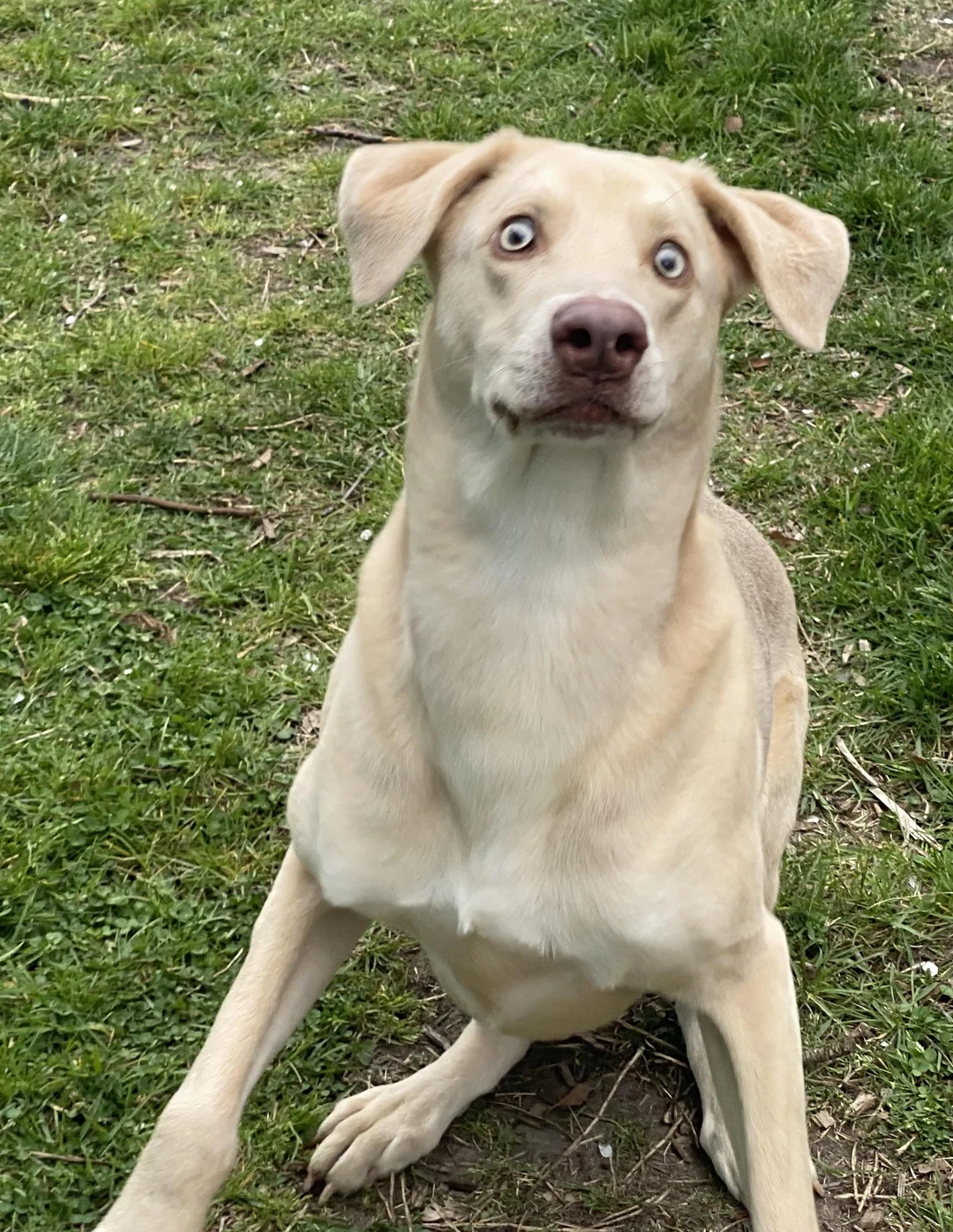 Show me your dog’s “fetch!” face | Scrolller