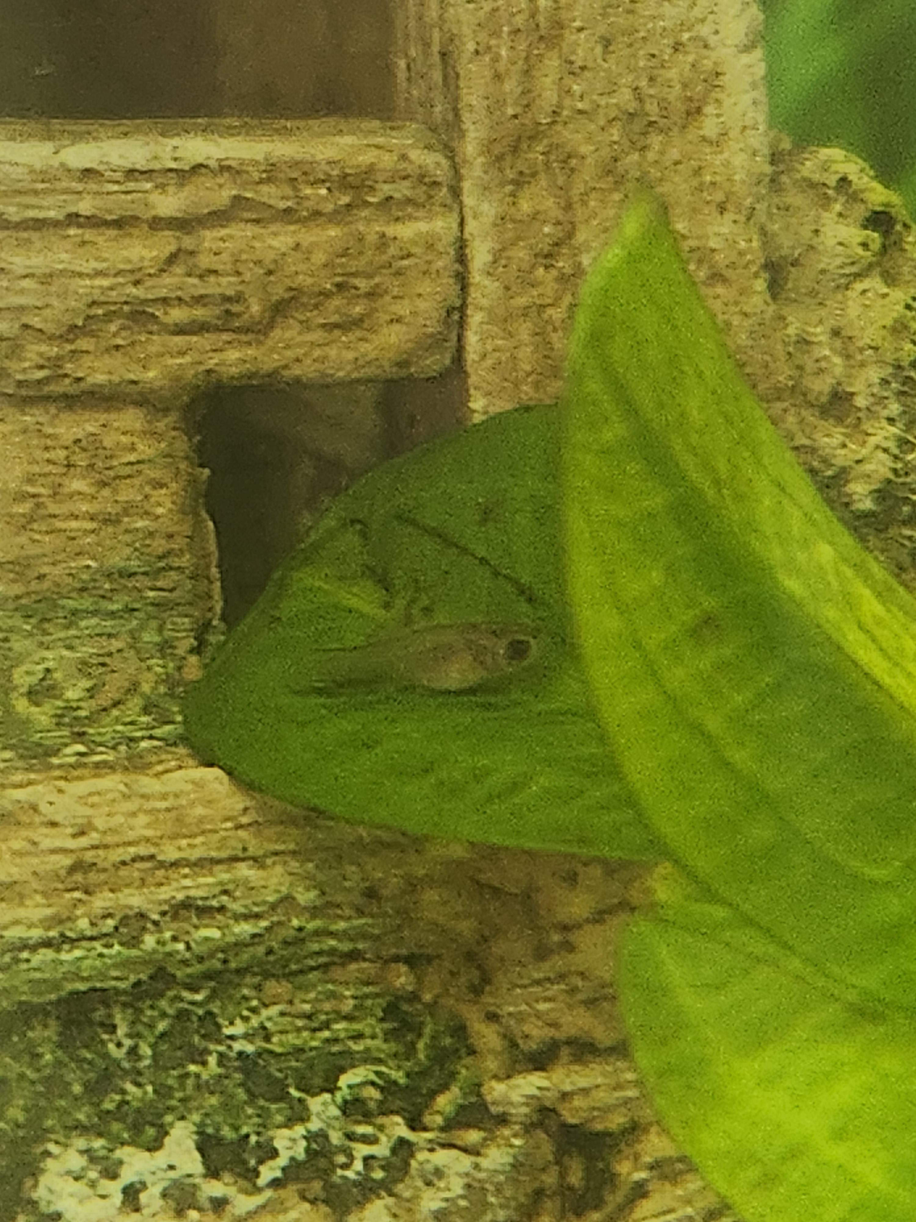 My new baby fish relaxing on a leaf | Scrolller