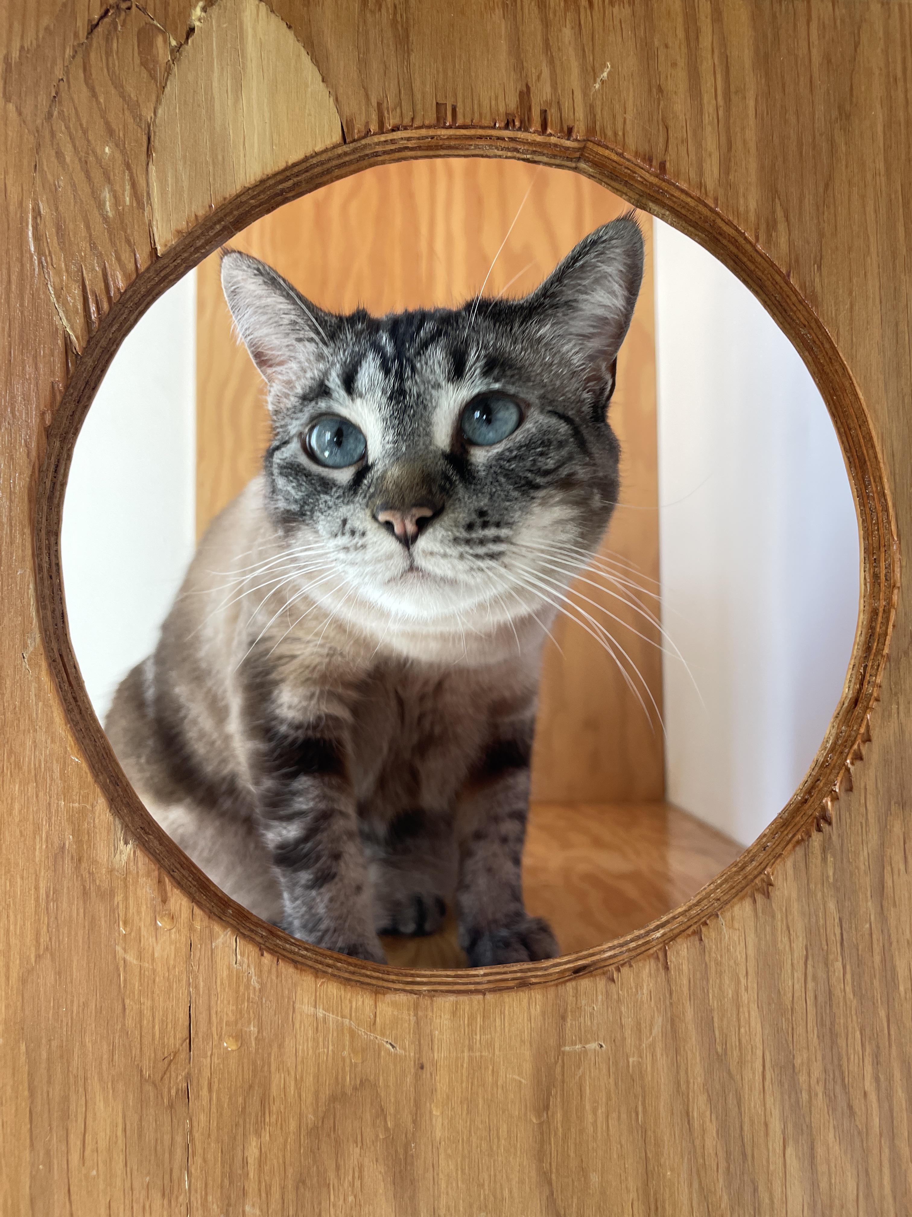 Cat Cafe in Vancouver | Scrolller