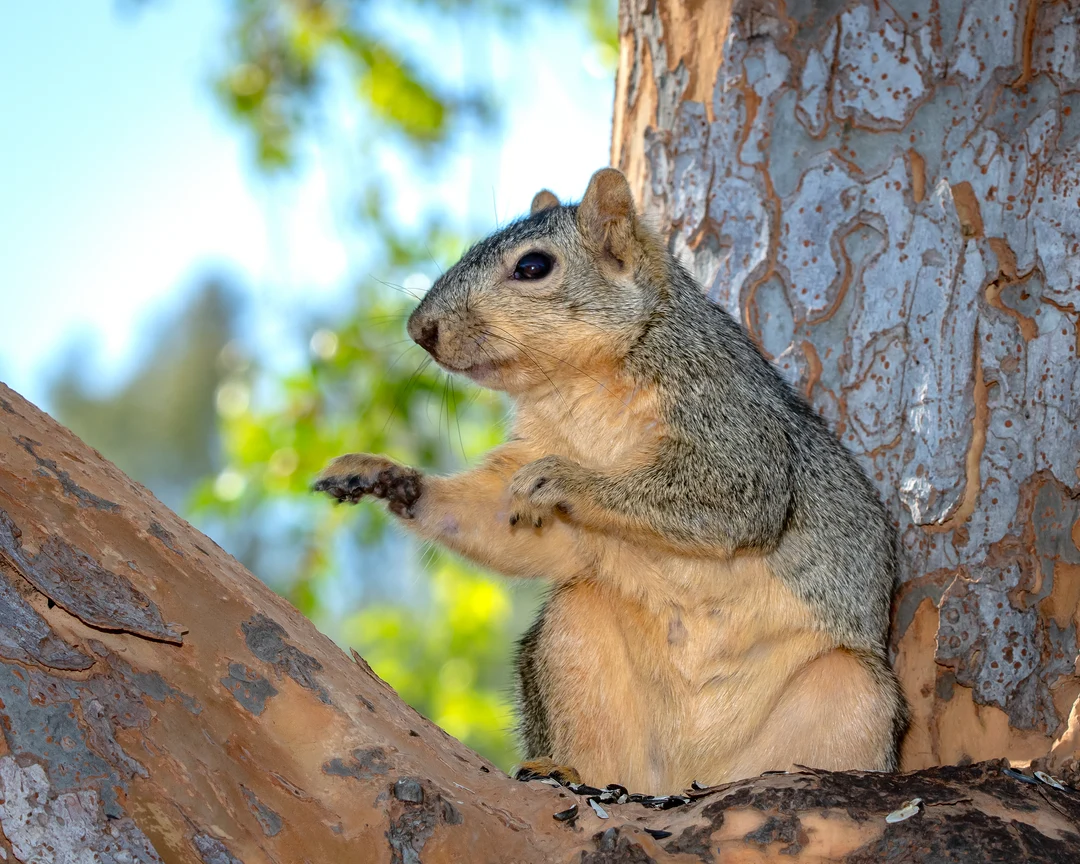 Discover more like Squirrels: Oh we're going to a hukilau. A huki huki huki huki hukilau ...