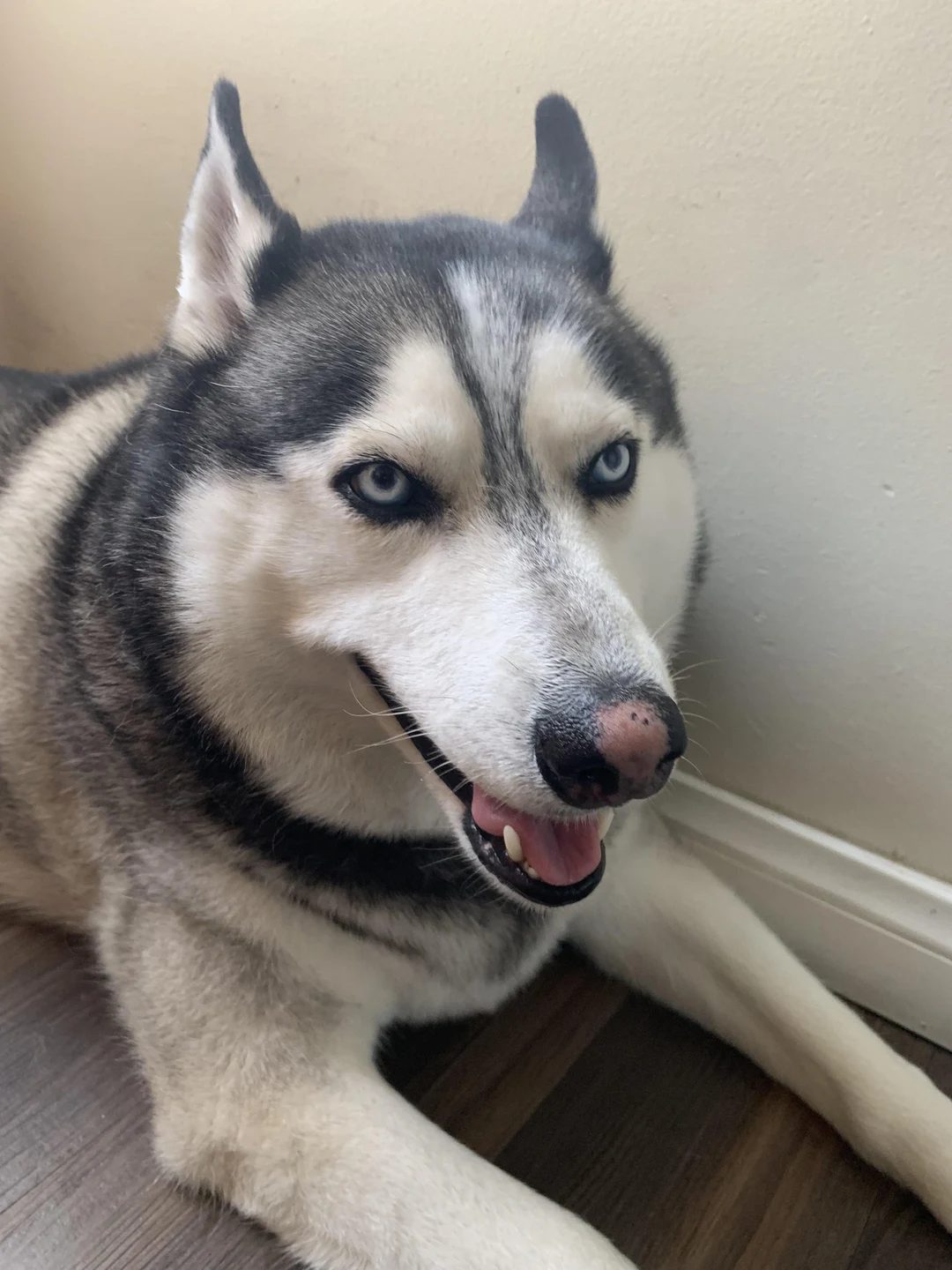 My sweet boy, Hiro! | Scrolller