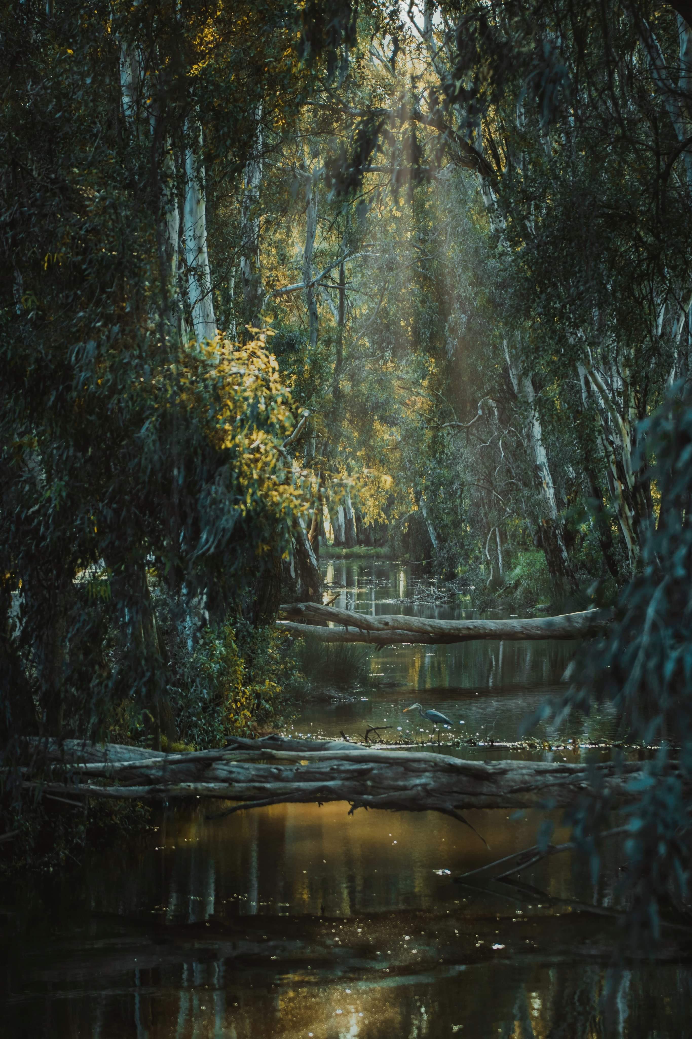 A creek in my small town. | Scrolller