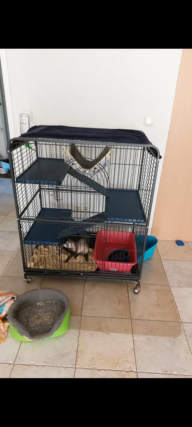 cooling mabel down with wet towels!! | Scrolller