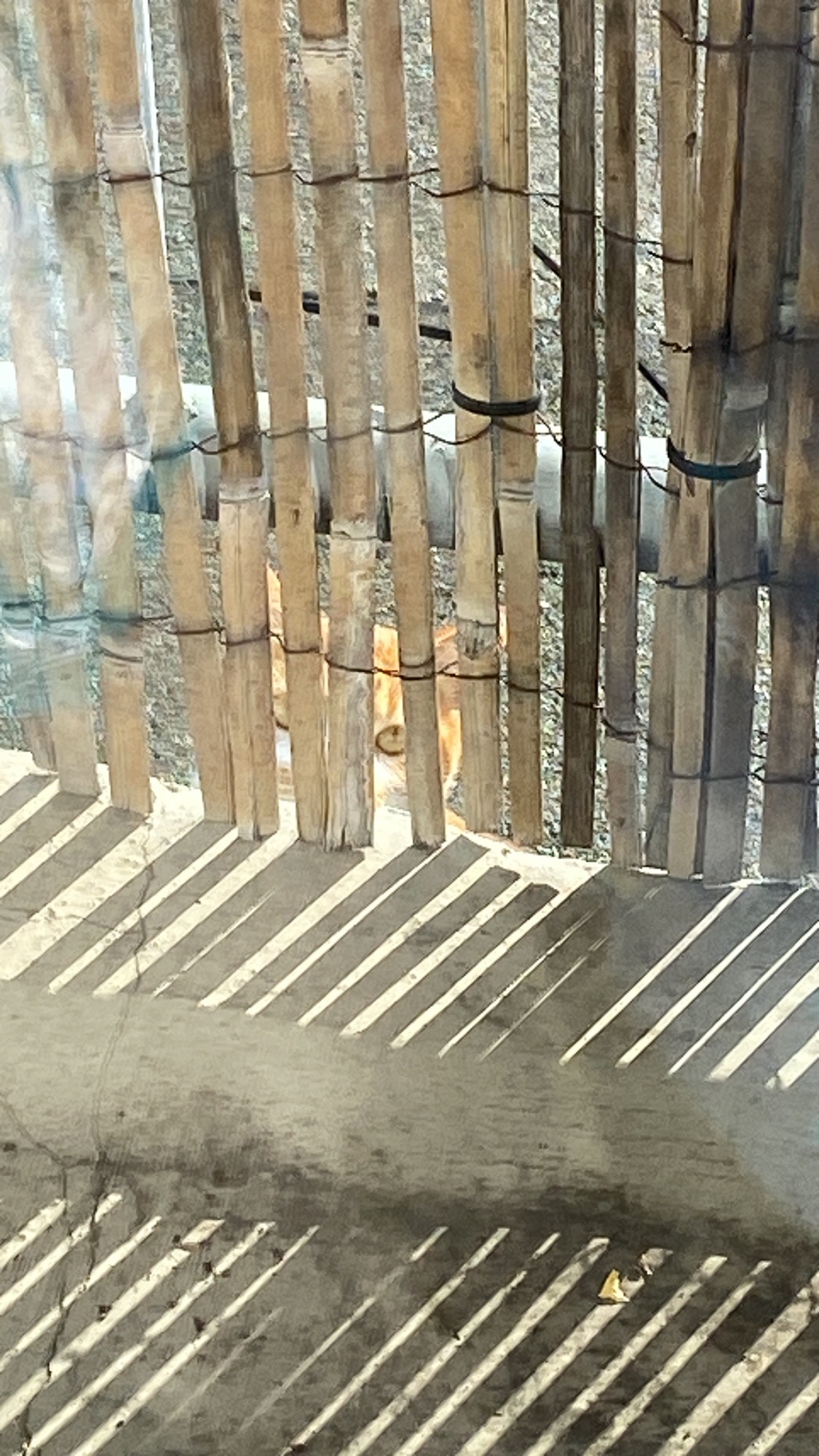 Discover more like Funny: Our cat is in heat and this peeping Tom shows up and Related Content ...