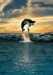 Free Willy (1993) | Scrolller