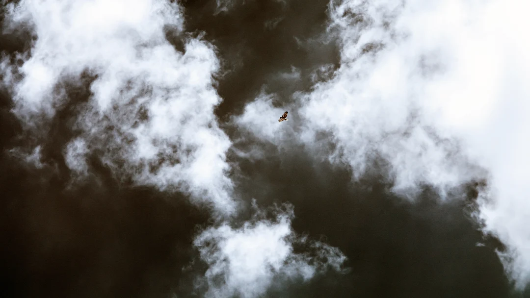 Cooper's Hawk on a cloudy day | Scrolller