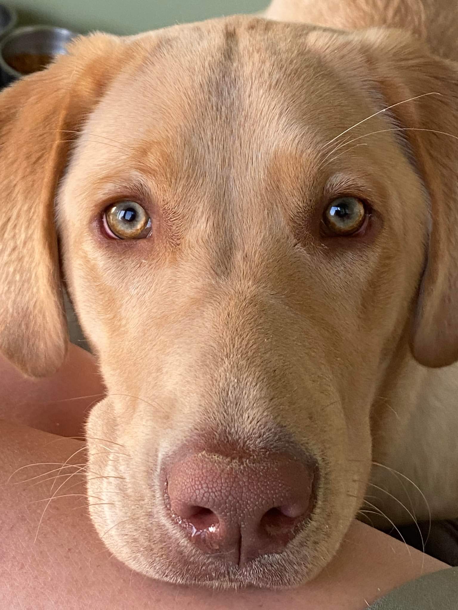 Butters wants some attention | Scrolller