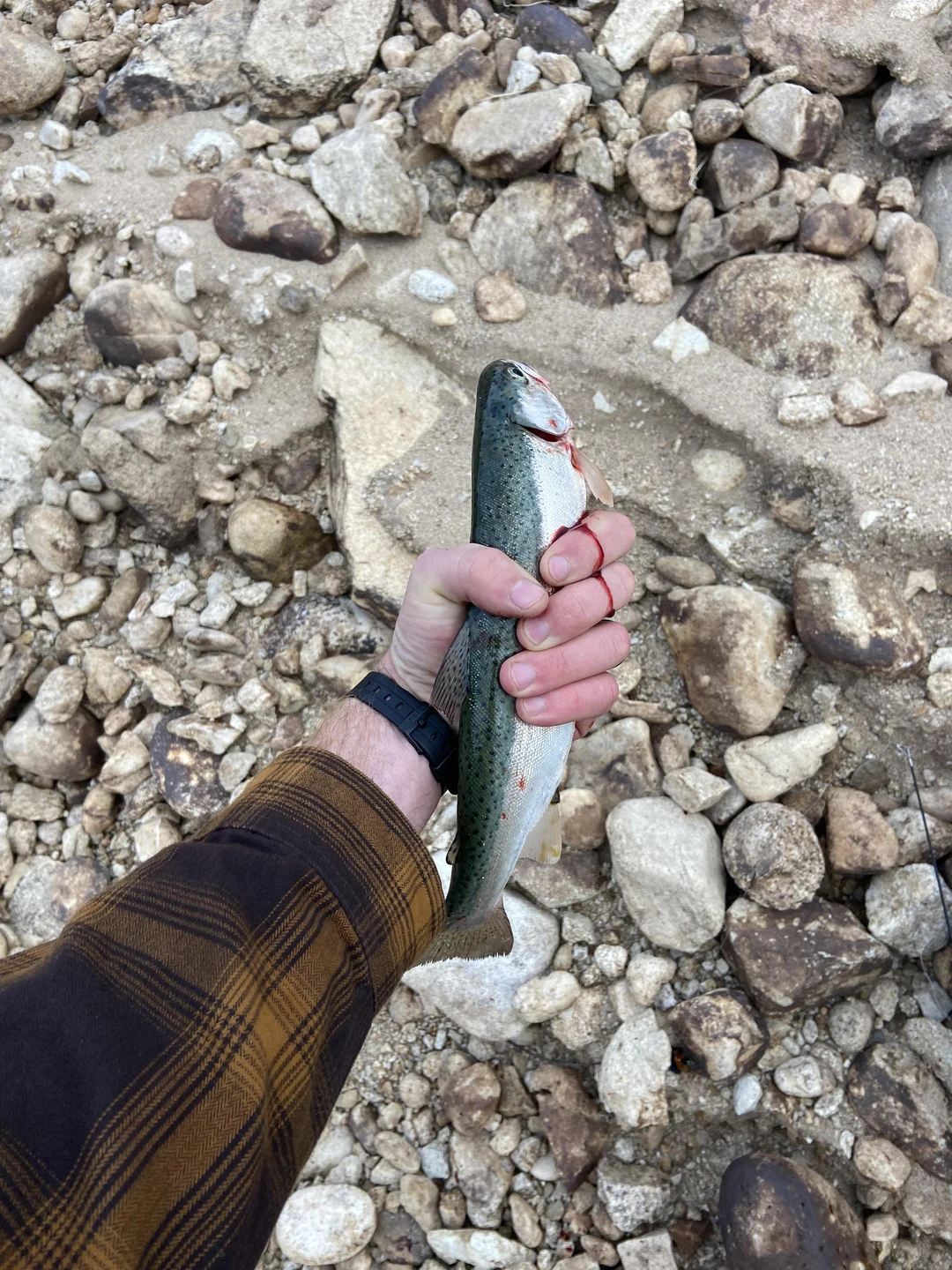 Any help on this fish ID? | Scrolller
