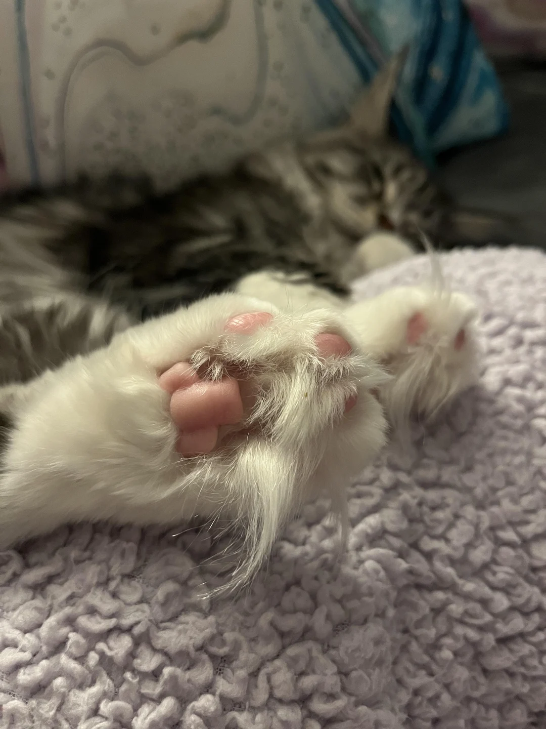 Discover more like Mainecoons: Quality toe fluff and Related Content ...